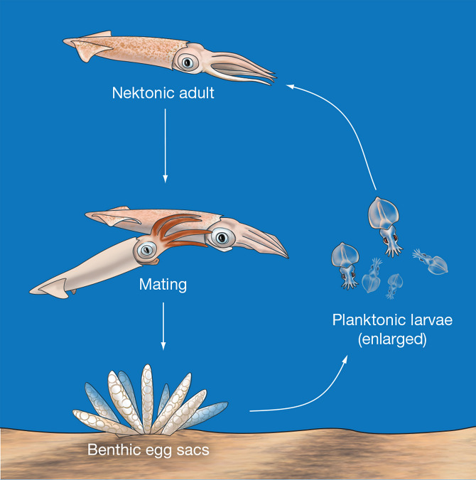 Information Graphics - Justin Hofman - Scientific Illustration - www ...